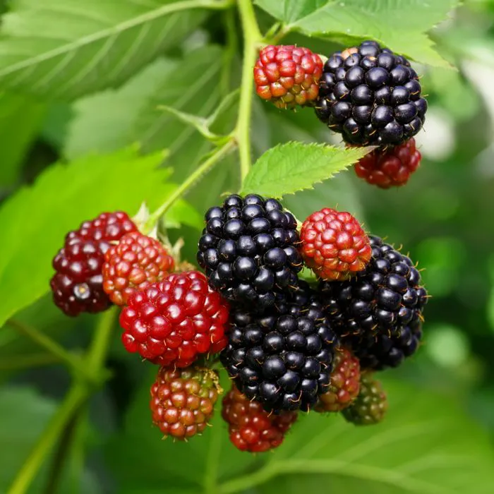 Doctors Say Women Over 40 Should Prioritize These 5 Fruits And Veggies ...